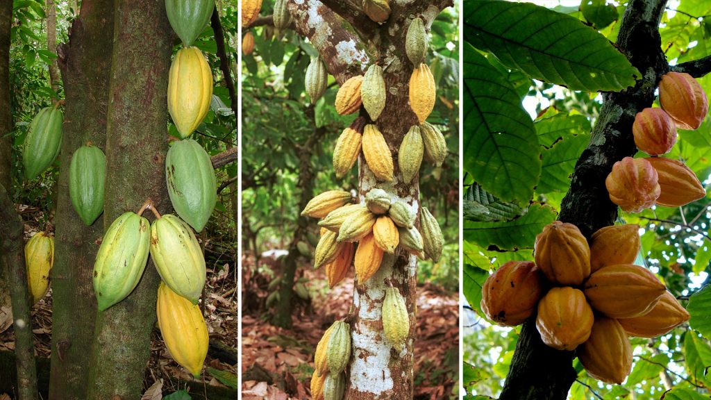 The Cacao Pod: Nature's Sweet Surprise | Kaokao Chocolate Factory Tour ...