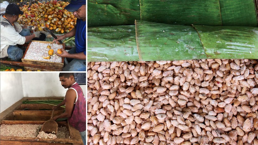 Cacao Bean Fermentation: A Complex Microbial Process | Kaokao Chocolate ...